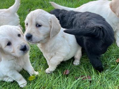 Labrador dogs for sale in Ireland - dogs.ie