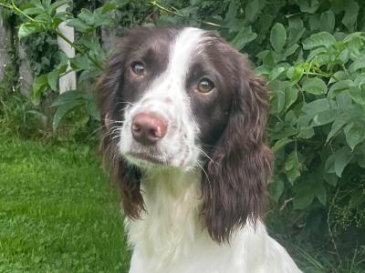 Springer Spaniel dogs for sale in Ireland - dogs.ie