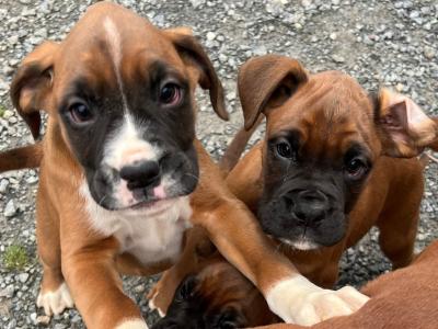 Boxer dogs for sale in Ireland - dogs.ie