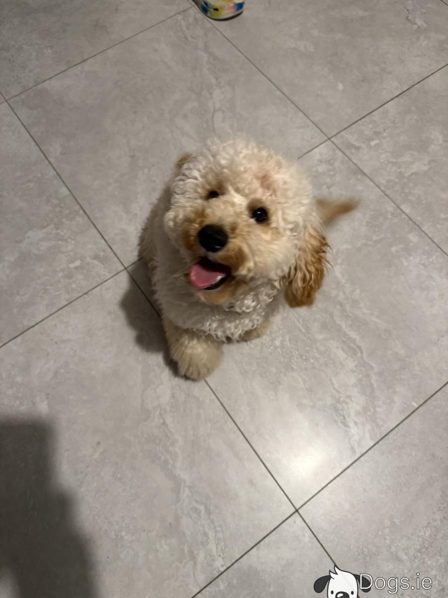 8 month old male Cockapoo puppy in Sligo - dogs.ie