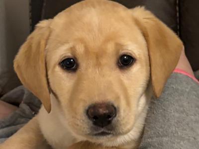 Labrador dogs for sale in Ireland - dogs.ie