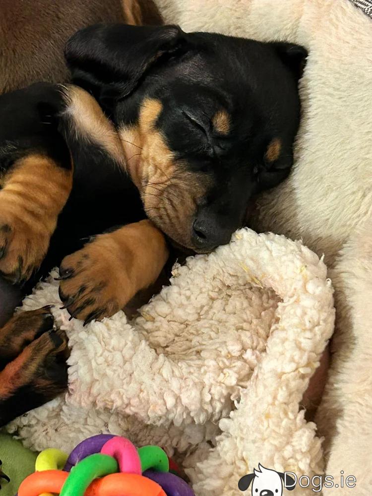 Miniature Dachshund puppies - Pra Clear & IKC Registered, for sale in ...