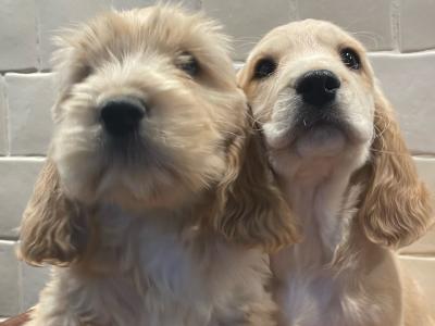 Cocker Spaniel dogs for sale in Ireland - dogs.ie