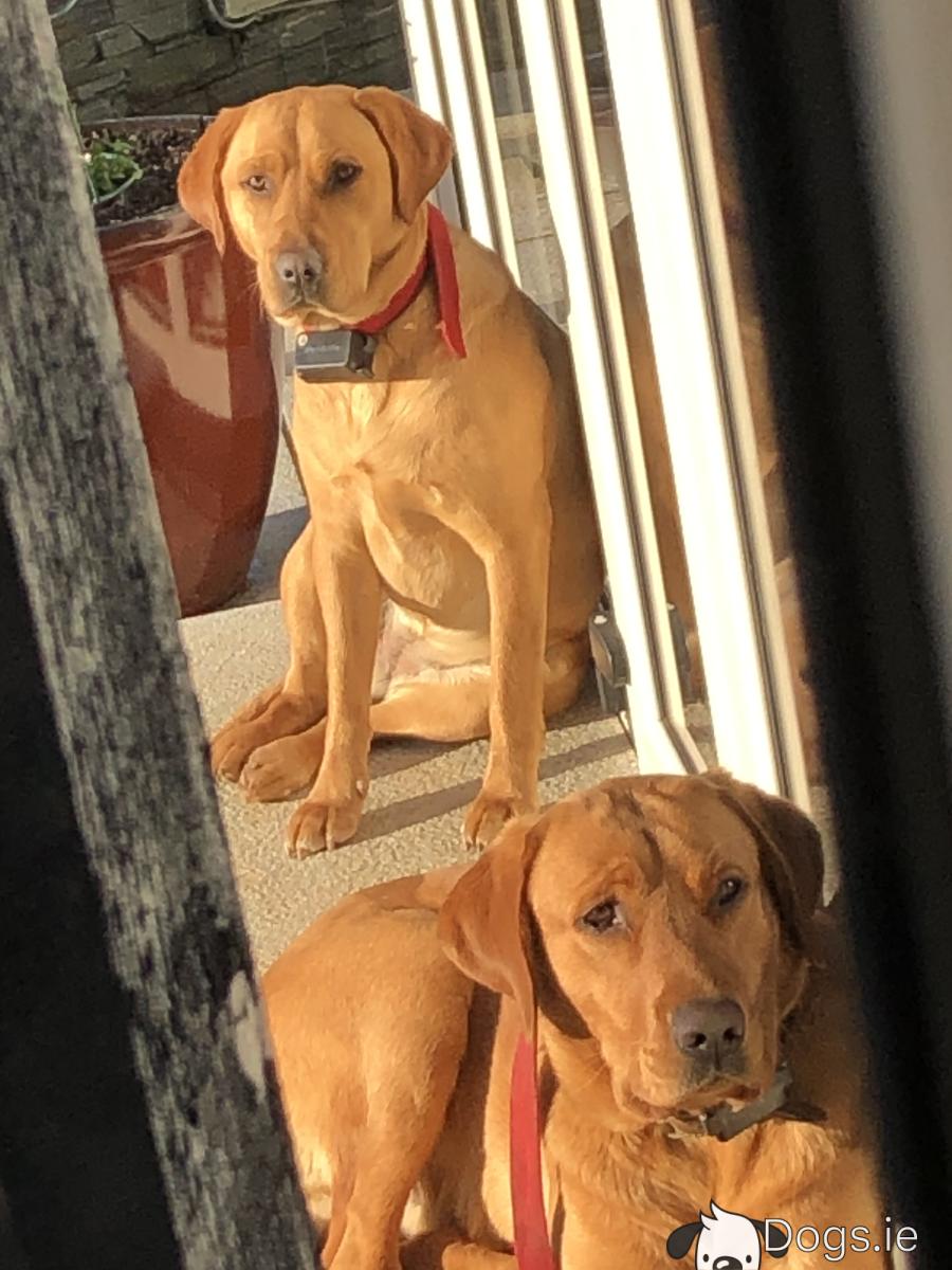 Stunning IKC (pending) Fox Red Labrador puppies in Wexford - dogs.ie