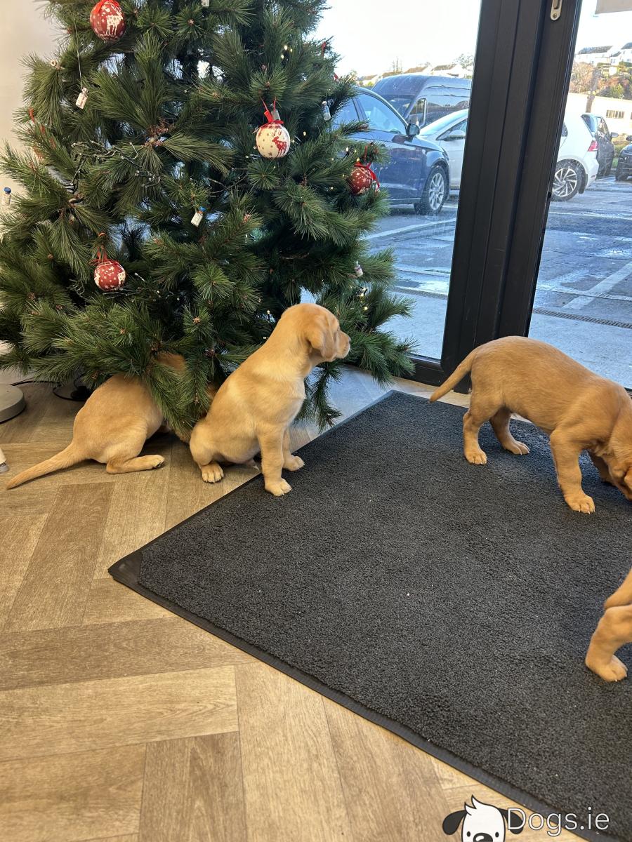 Stunning IKC (pending) Fox Red Labrador puppies in Wexford - dogs.ie
