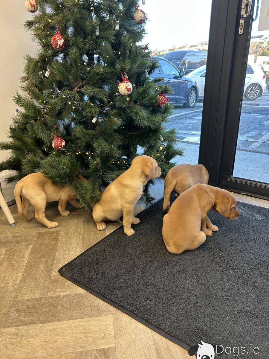 Stunning IKC (pending) Fox Red Labrador puppies in Wexford - dogs.ie