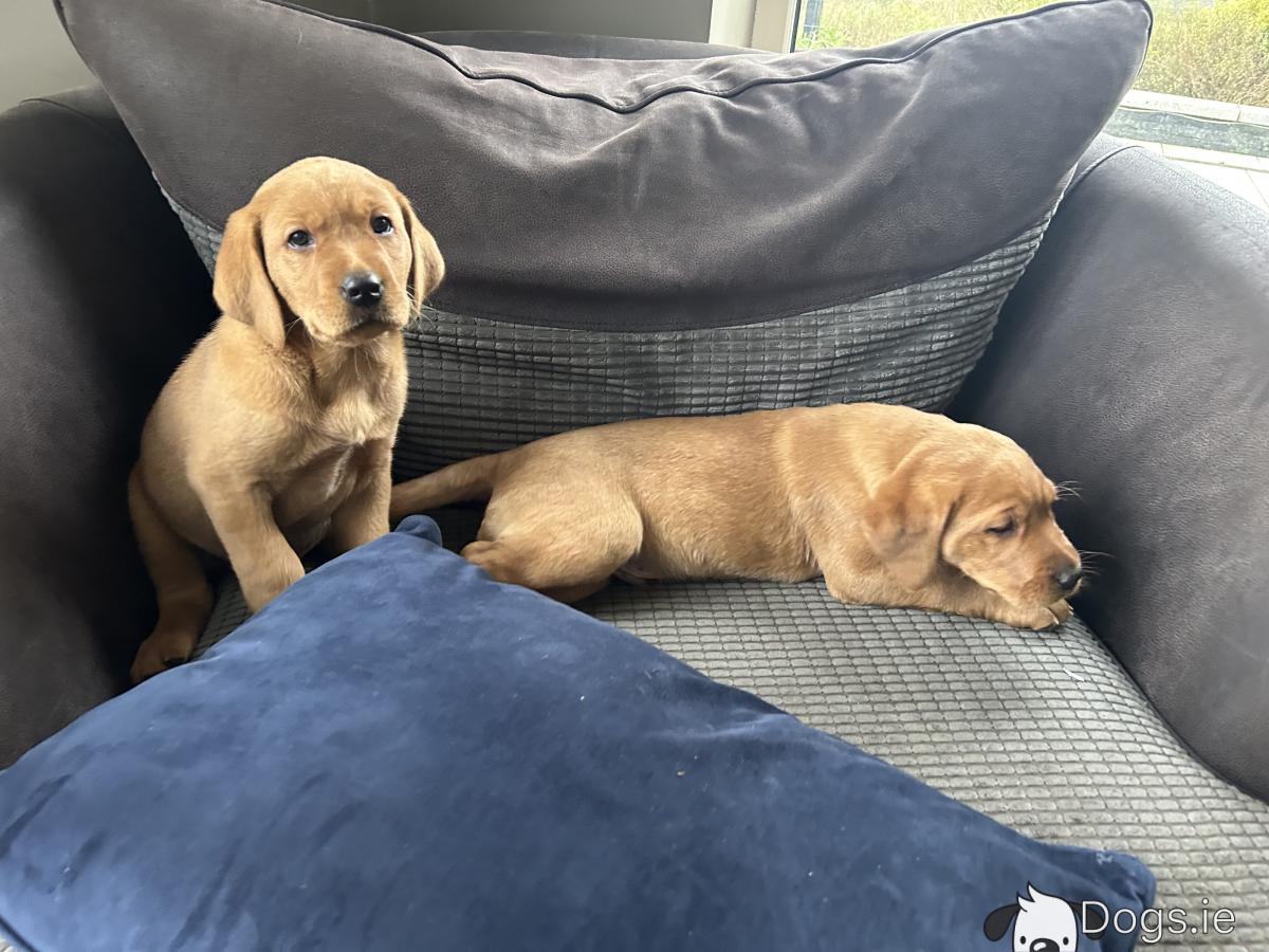 Stunning IKC (pending) Fox Red Labrador puppies in Wexford - dogs.ie