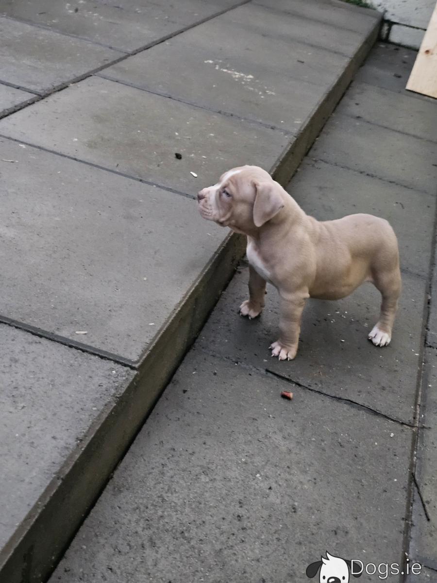 American Bully Extrem 8 Weeks female - dogs.ie