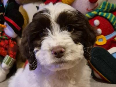 Springer Spaniel dogs for sale in Ireland - dogs.ie