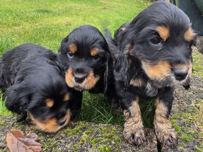 Puppies & Dogs for sale in Ireland - Dogs.ie - dogs.ie
