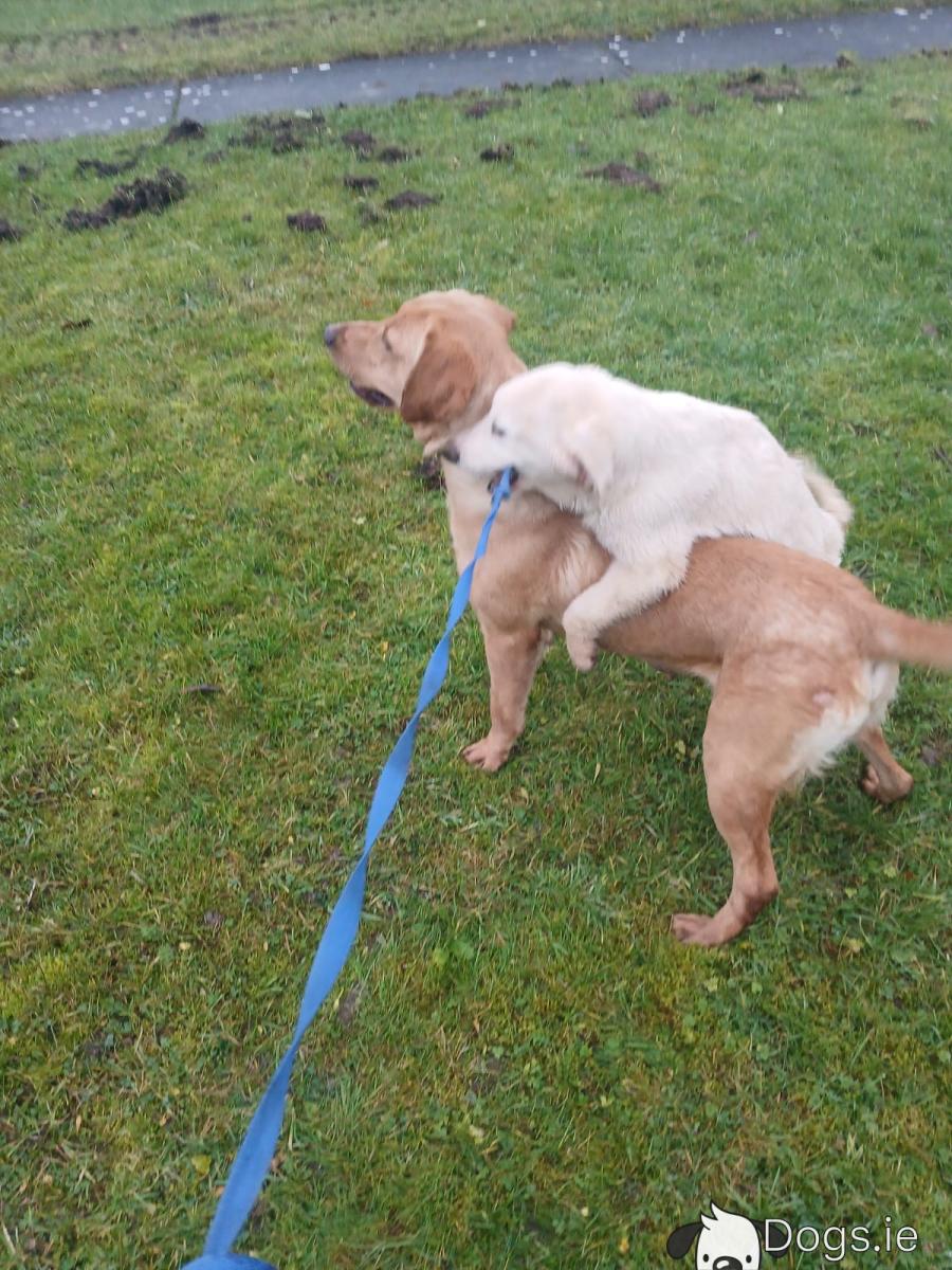 Female & male Labrador puppies in Galway - dogs.ie