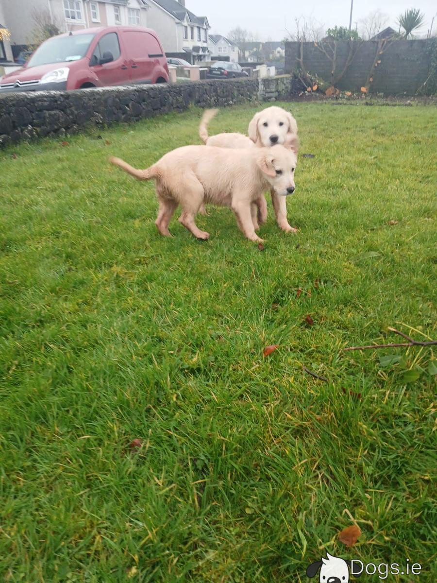 Female & male Labrador puppies in Galway - dogs.ie
