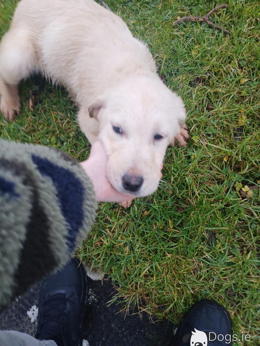 Female & male Labrador puppies in Galway - dogs.ie