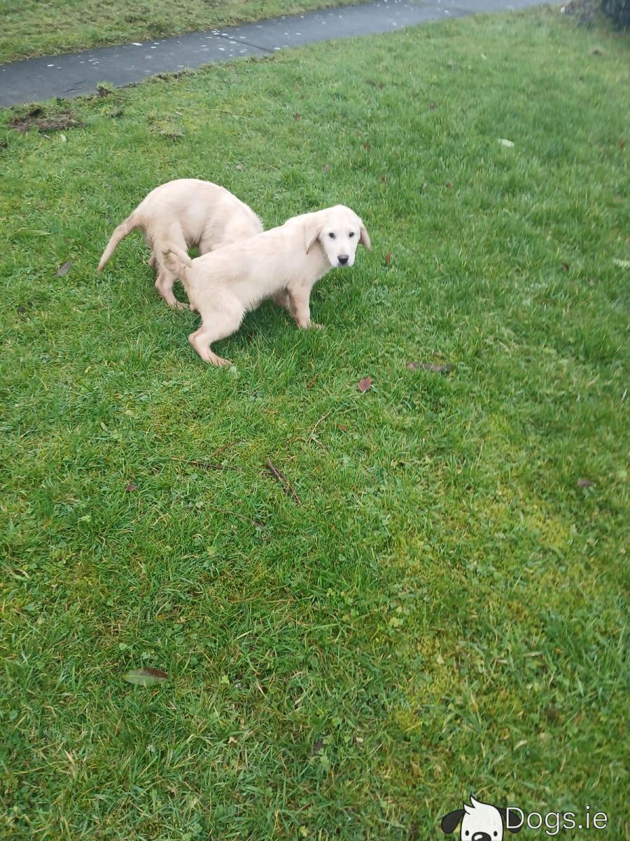 Female & male Labrador puppies in Galway - dogs.ie