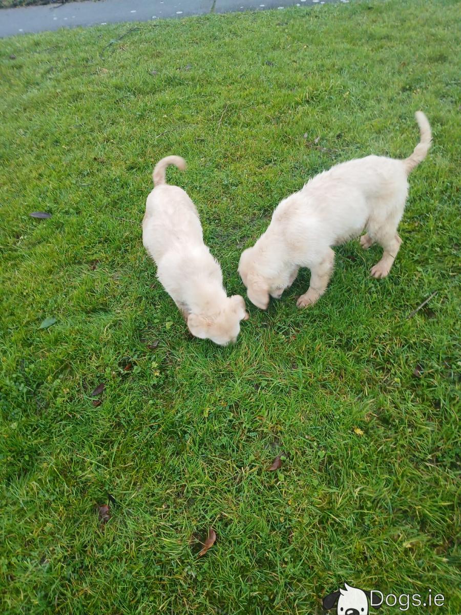 Female & male Labrador puppies in Galway - dogs.ie