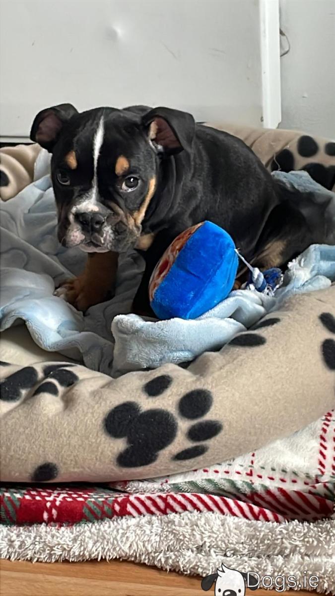 Beautiful Bob Marley - male Bulldog - dogs.ie