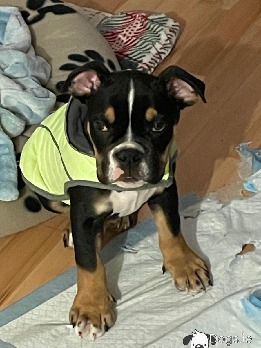 Beautiful Bob Marley - male Bulldog - dogs.ie