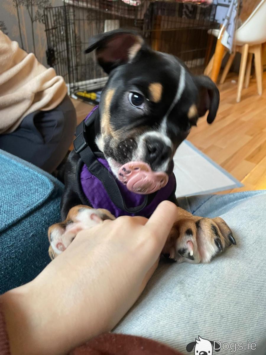 Beautiful Bob Marley - male Bulldog - dogs.ie