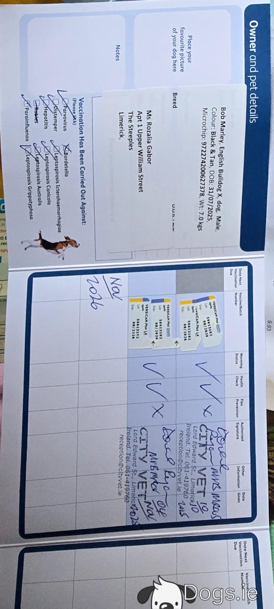 Beautiful Bob Marley - male Bulldog - dogs.ie