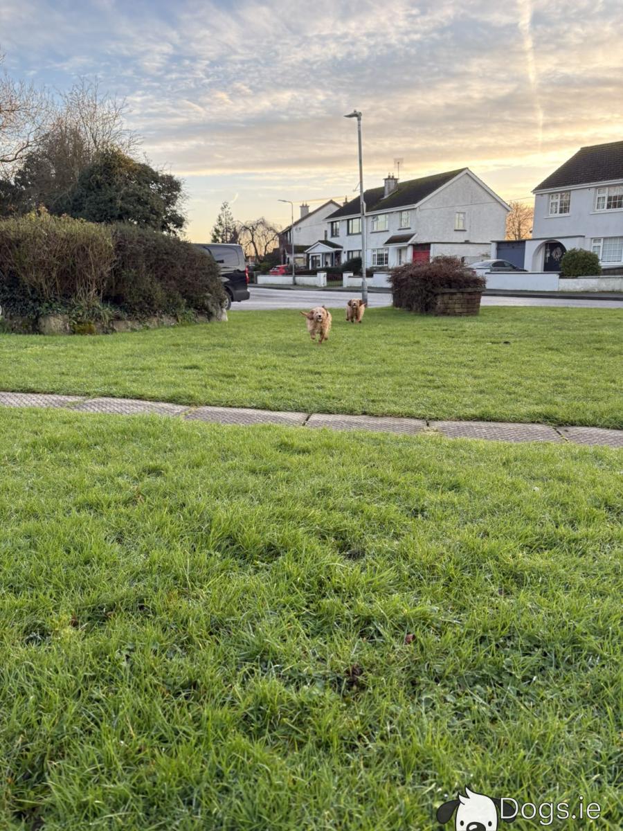 Female Cockapoo puppies for sale in Carlow - dogs.ie