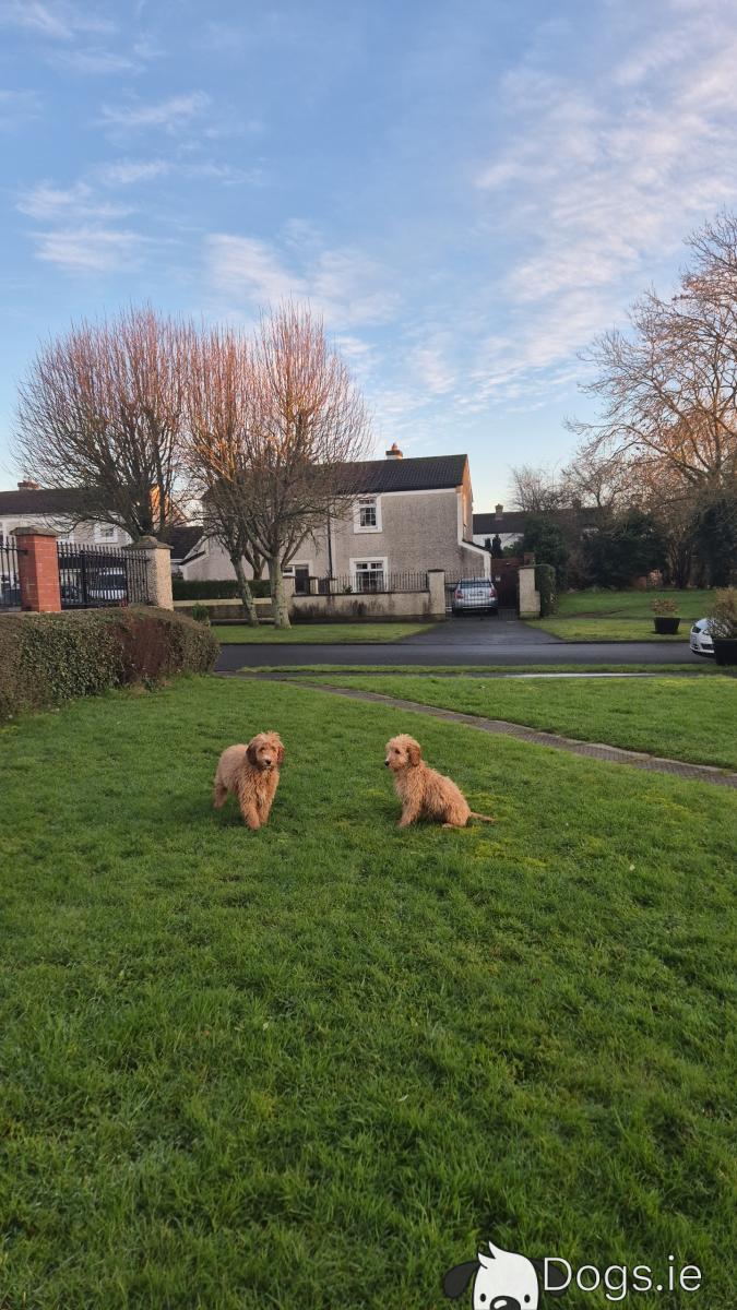 Female Cockapoo puppies for sale in Carlow - dogs.ie