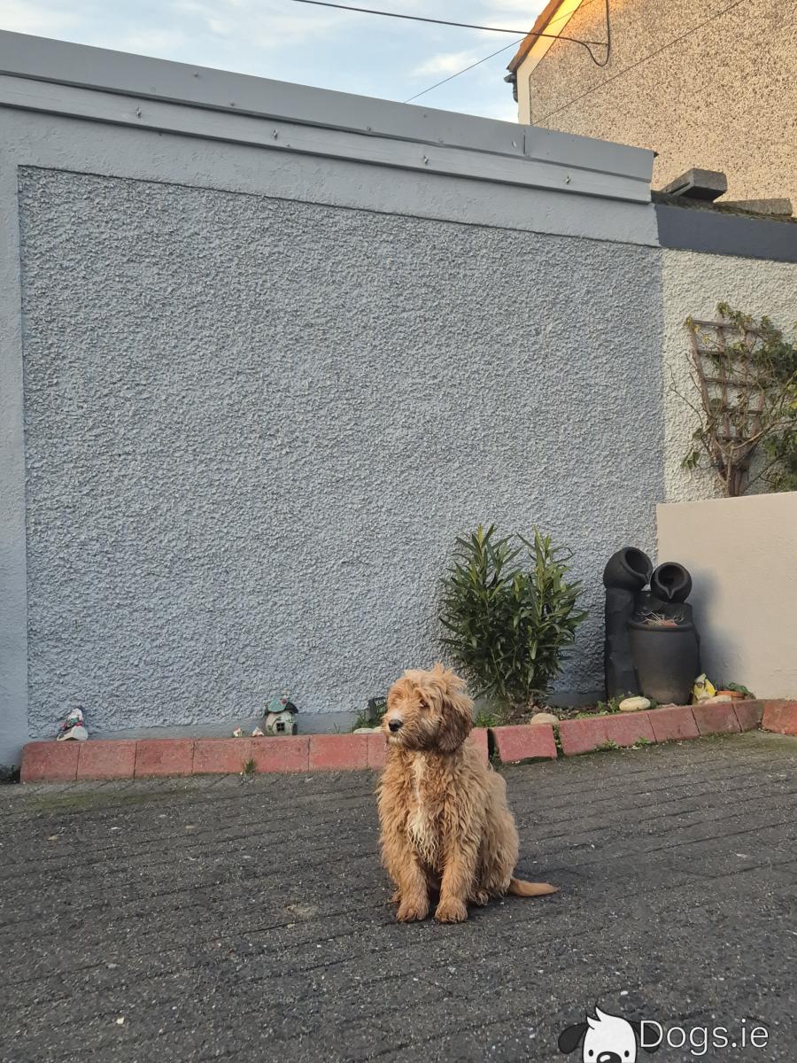 Female Cockapoo puppies for sale in Carlow - dogs.ie
