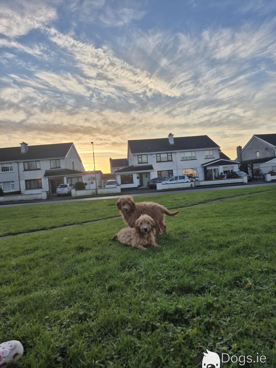 Female Cockapoo puppies for sale in Carlow - dogs.ie