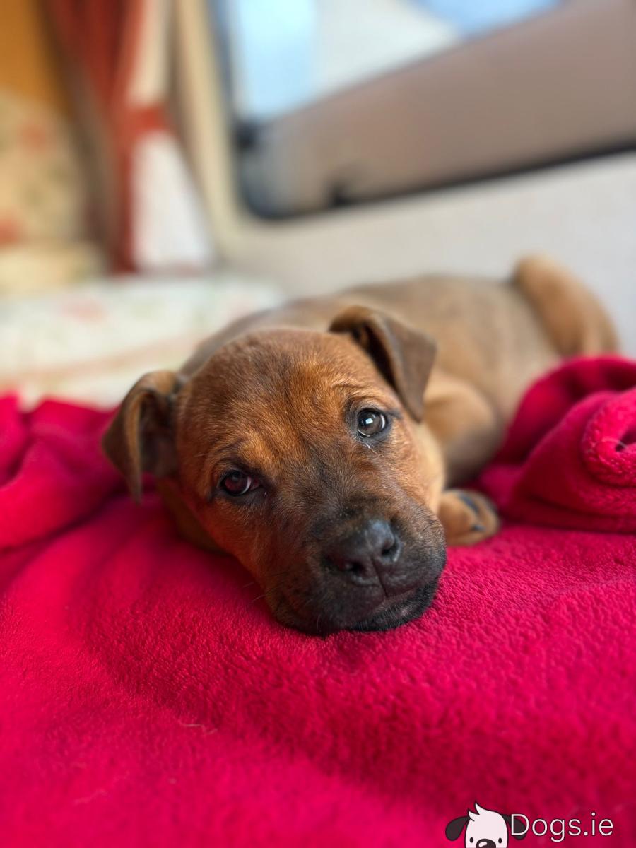 Rottweiler Cross Cane Corso pups in Carlow - dogs.ie