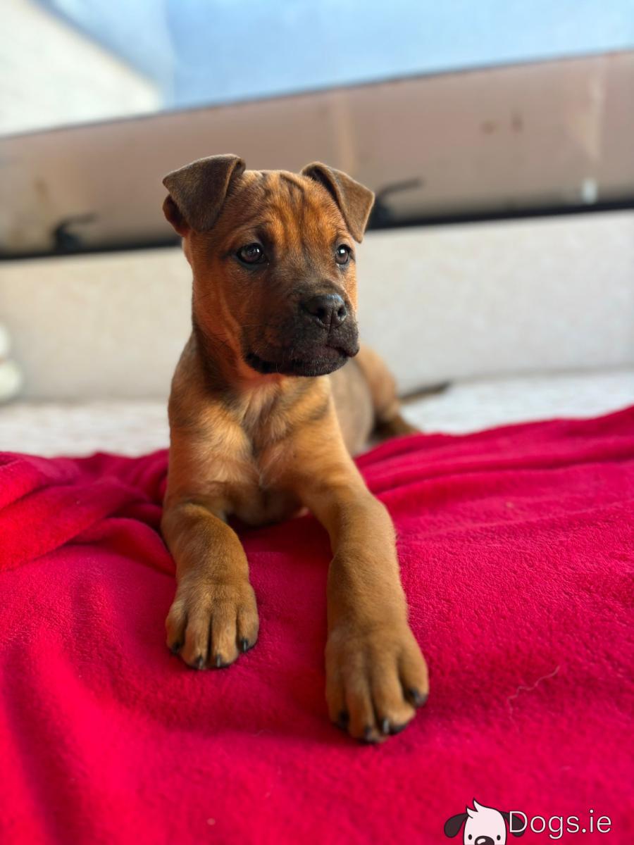 Rottweiler Cross Cane Corso pups in Carlow - dogs.ie