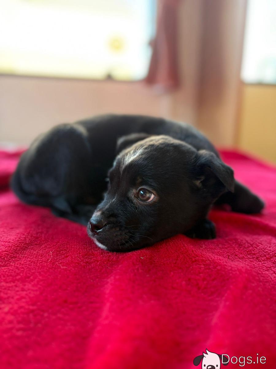 Rottweiler Cross Cane Corso pups in Carlow - dogs.ie