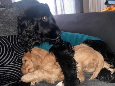 Puppies & Dogs for sale in Ireland - Dogs.ie - dogs.ie