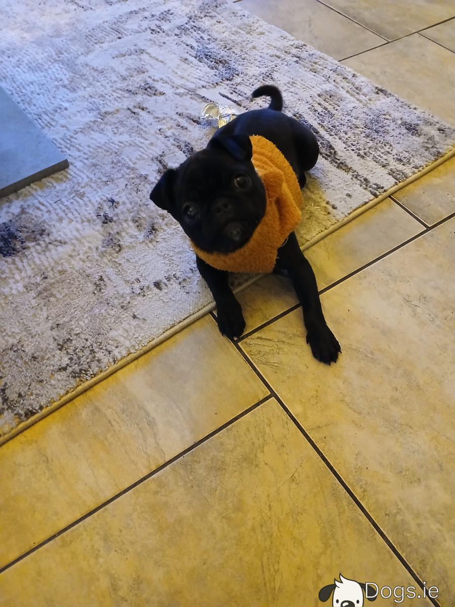 Female Pug / French Bulldog - dogs.ie