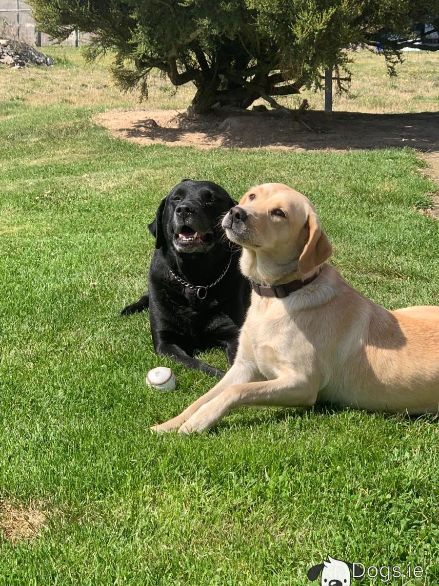 Labrador puppies for sale in Wexford - dogs.ie