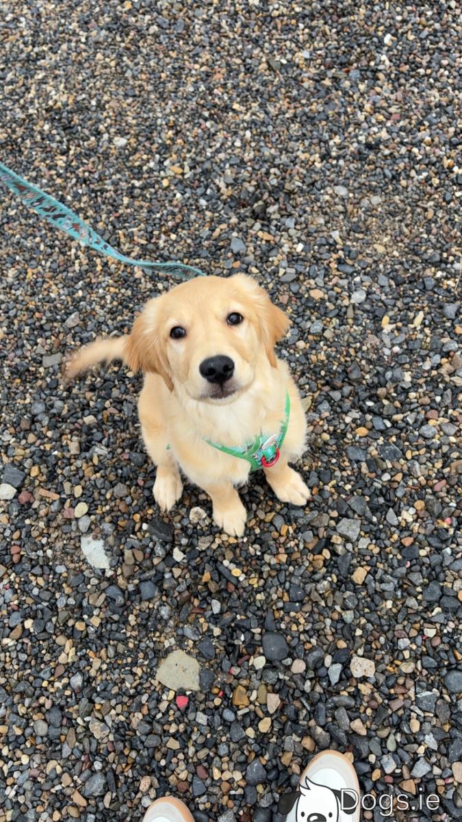 Beautiful 4 month old female Golden Retriever puppy in Tipperary ...