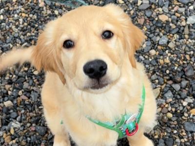 Beautiful 4 month old female Golden Retriever puppy in Tipperary ...