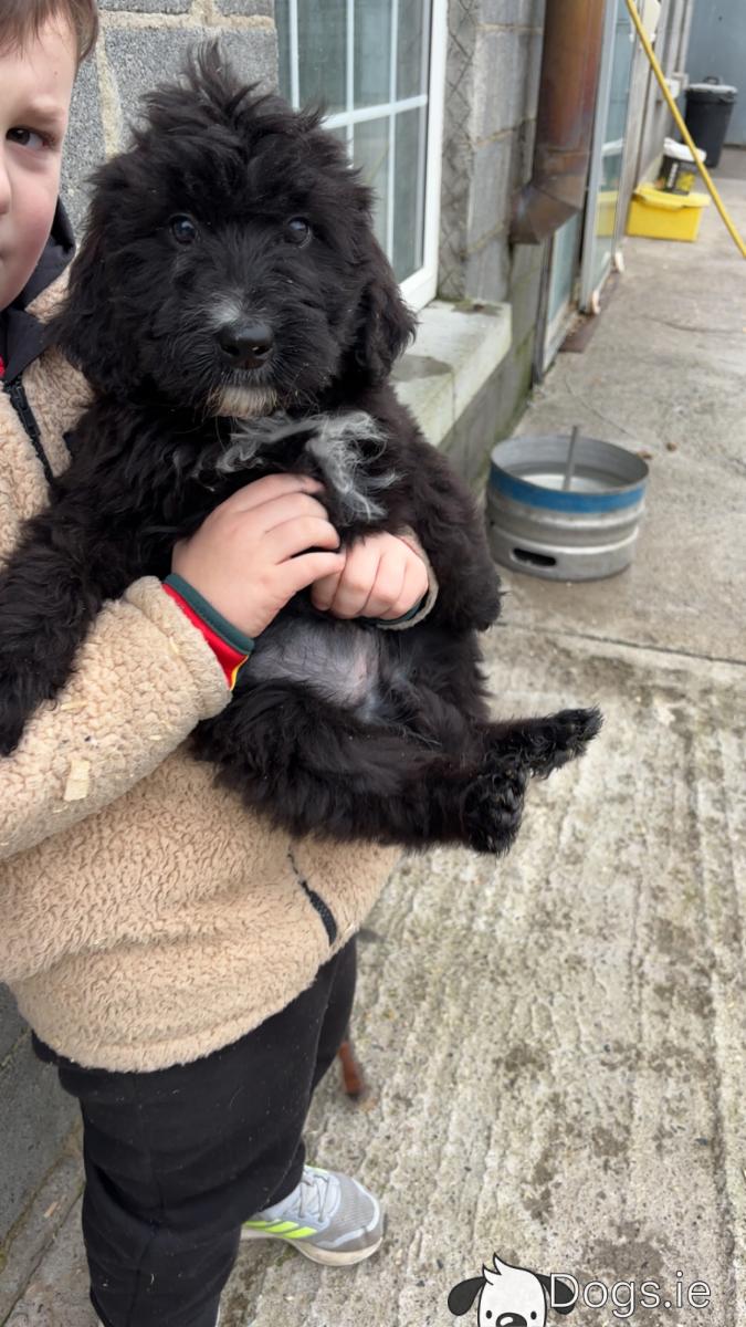 🖤 Beautiful Bernedoodle Puppies 🖤 - dogs.ie