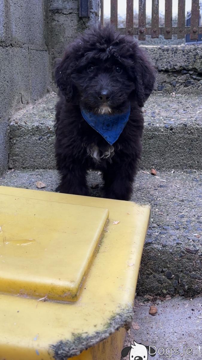 🖤 Beautiful Bernedoodle Puppies 🖤 - dogs.ie