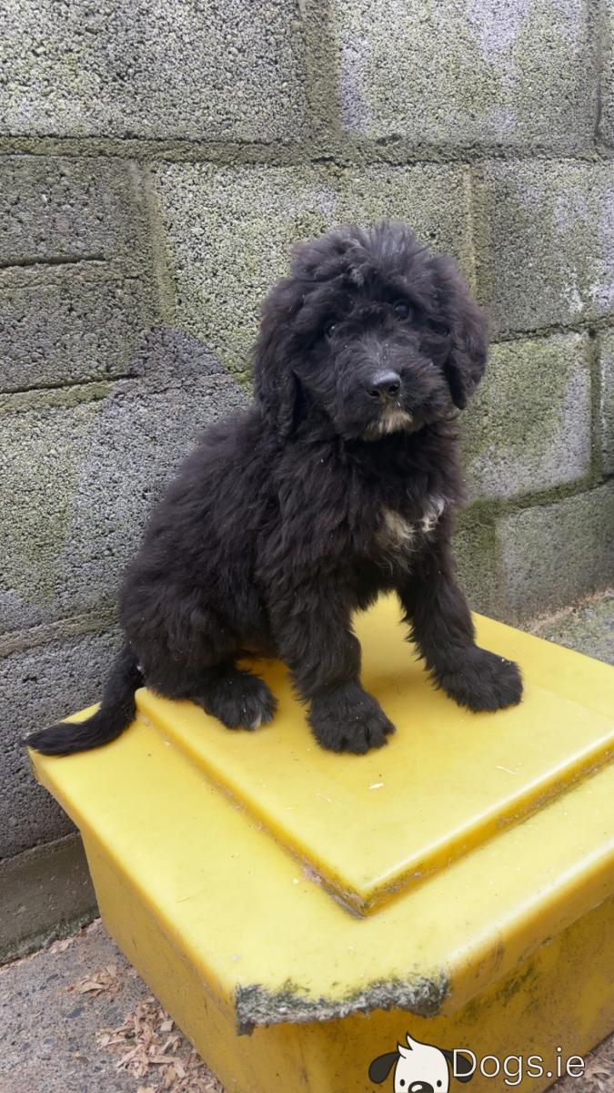 🖤 Beautiful Bernedoodle Puppies 🖤 - dogs.ie