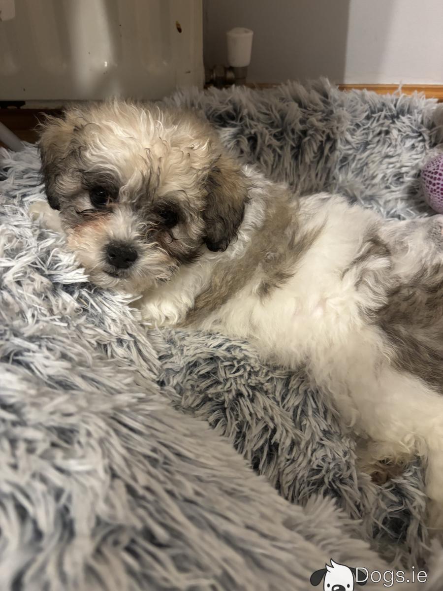 Bichon Frise/ Shih Tzu male - dogs.ie