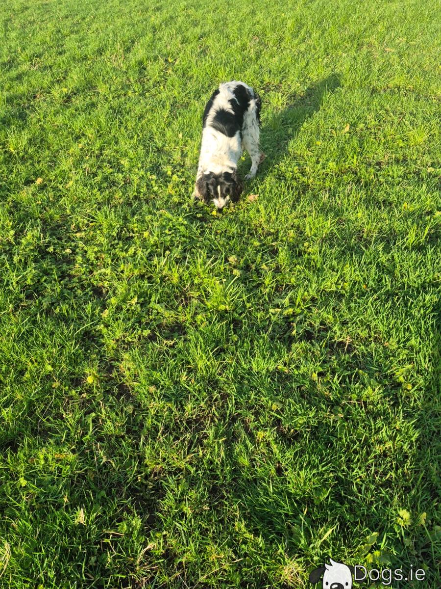 Pure Bred Springer Spaniel male - dogs.ie