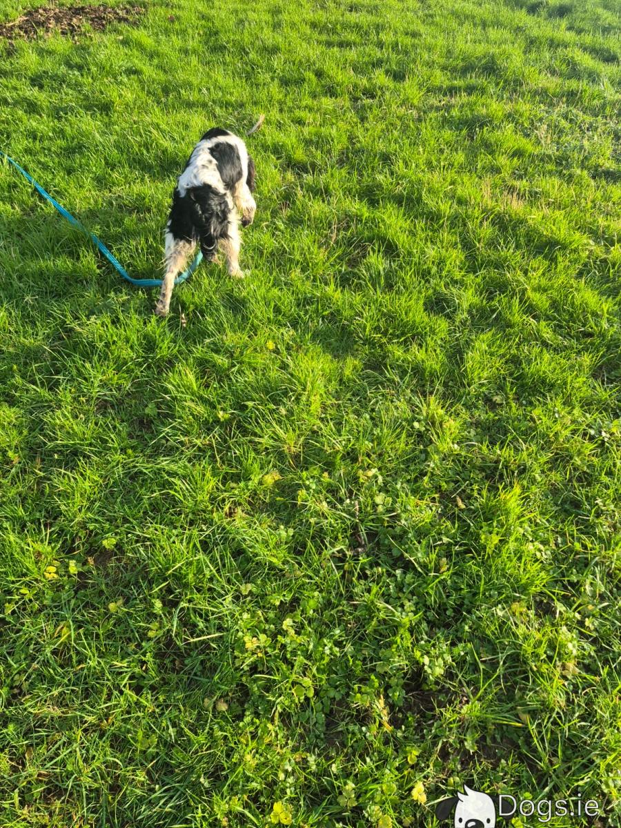 Pure Bred Springer Spaniel male - dogs.ie