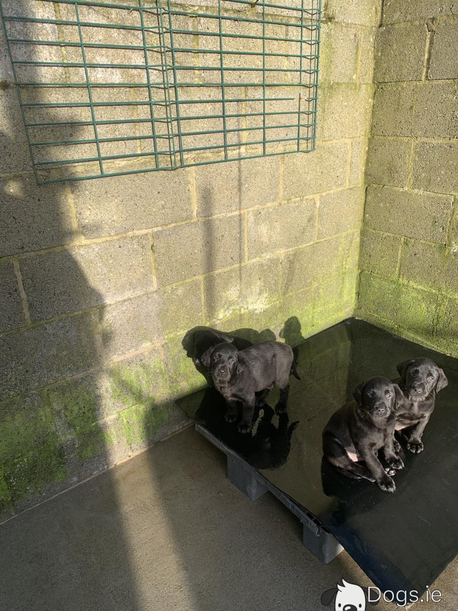Labrador pup male - dogs.ie