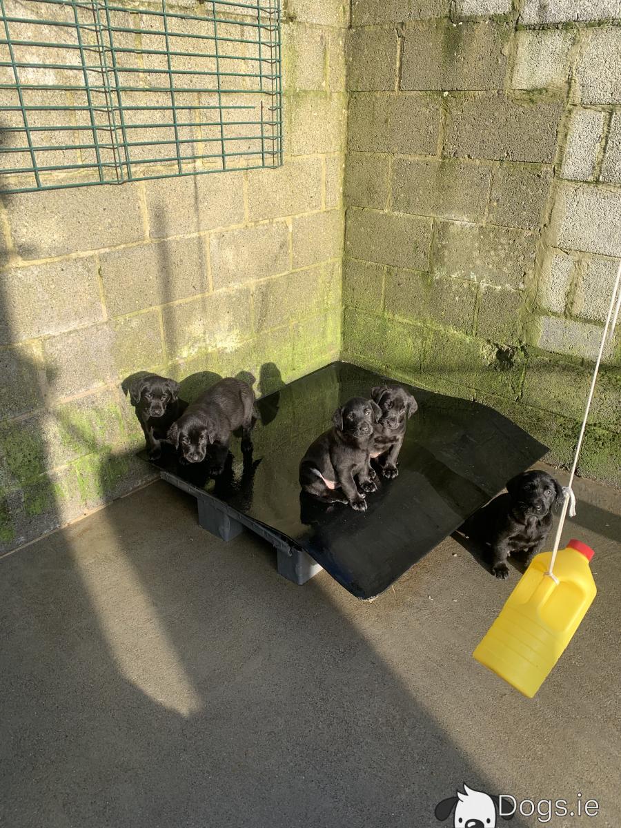 Labrador pup male - dogs.ie