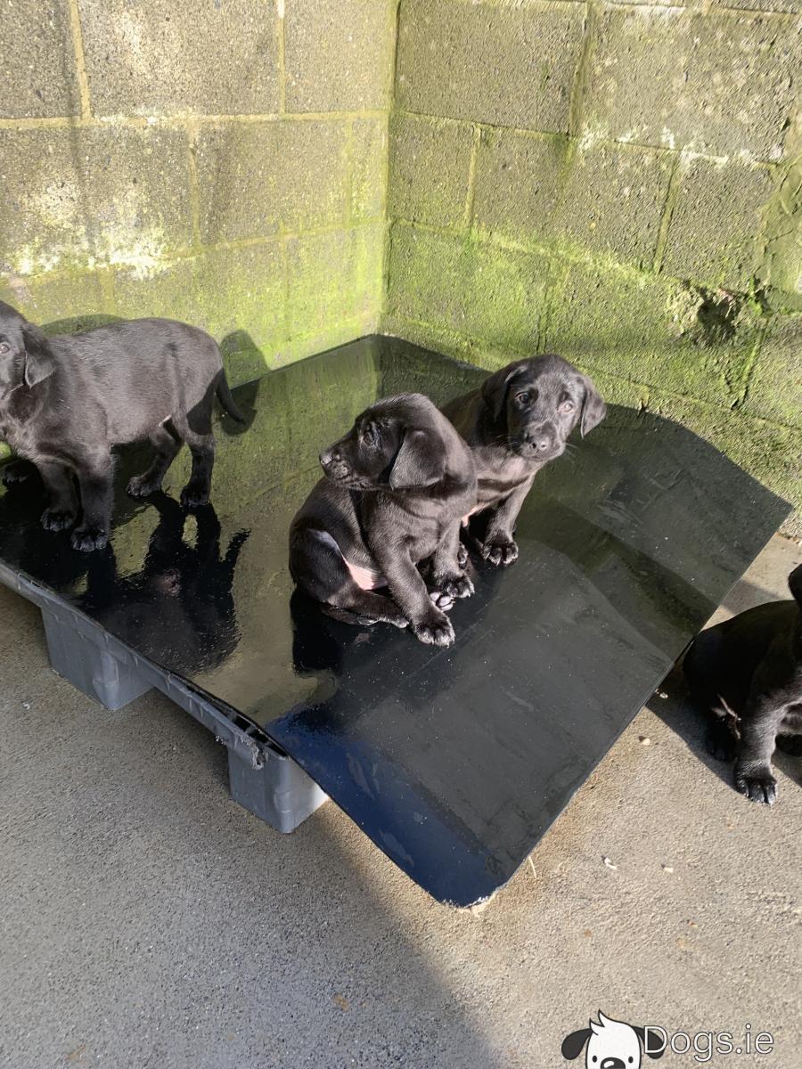 Labrador pup male - dogs.ie