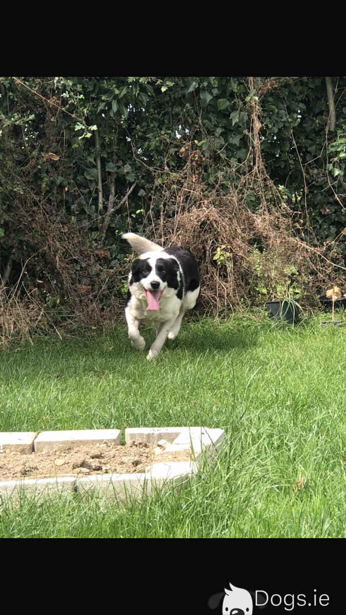 Jed the Border Collie - dogs.ie