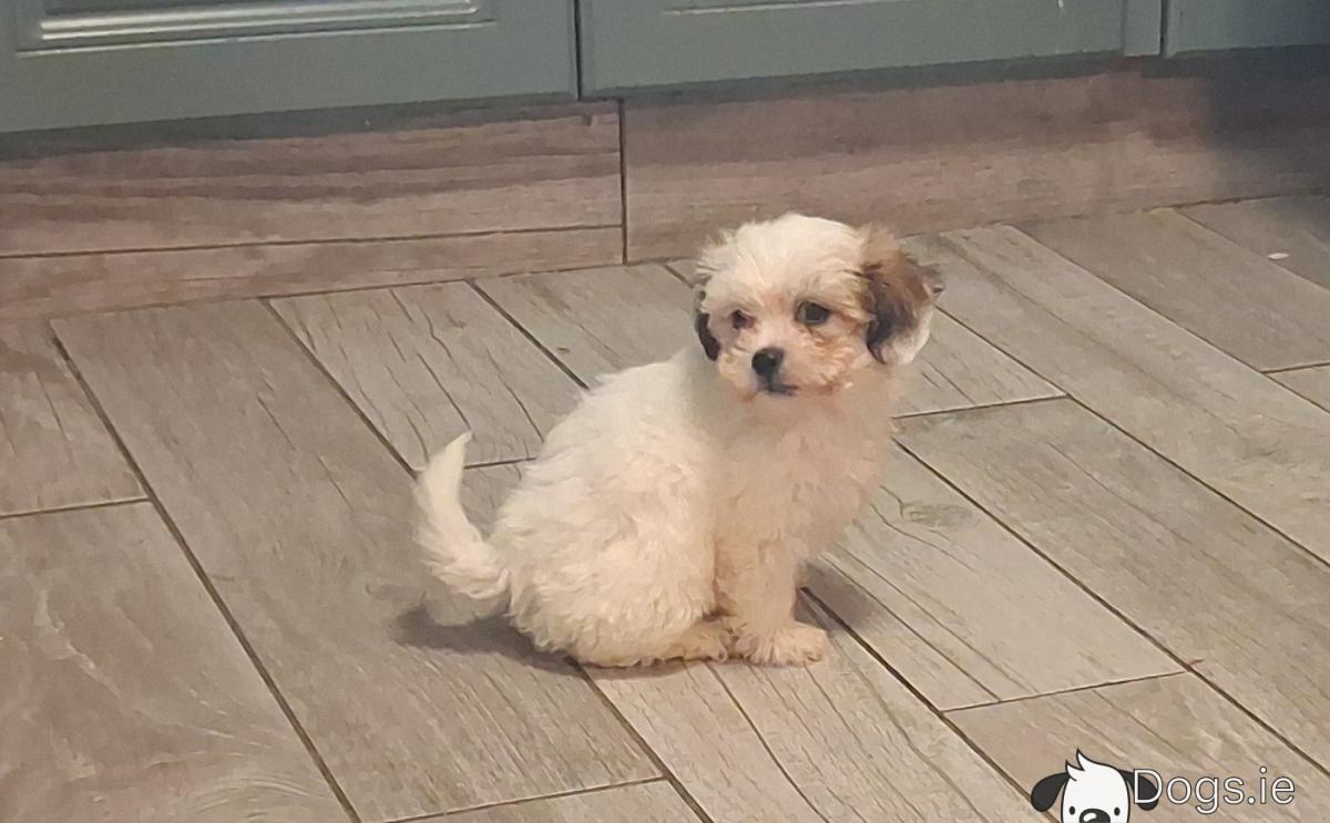 Male Shichon puppy - dogs.ie