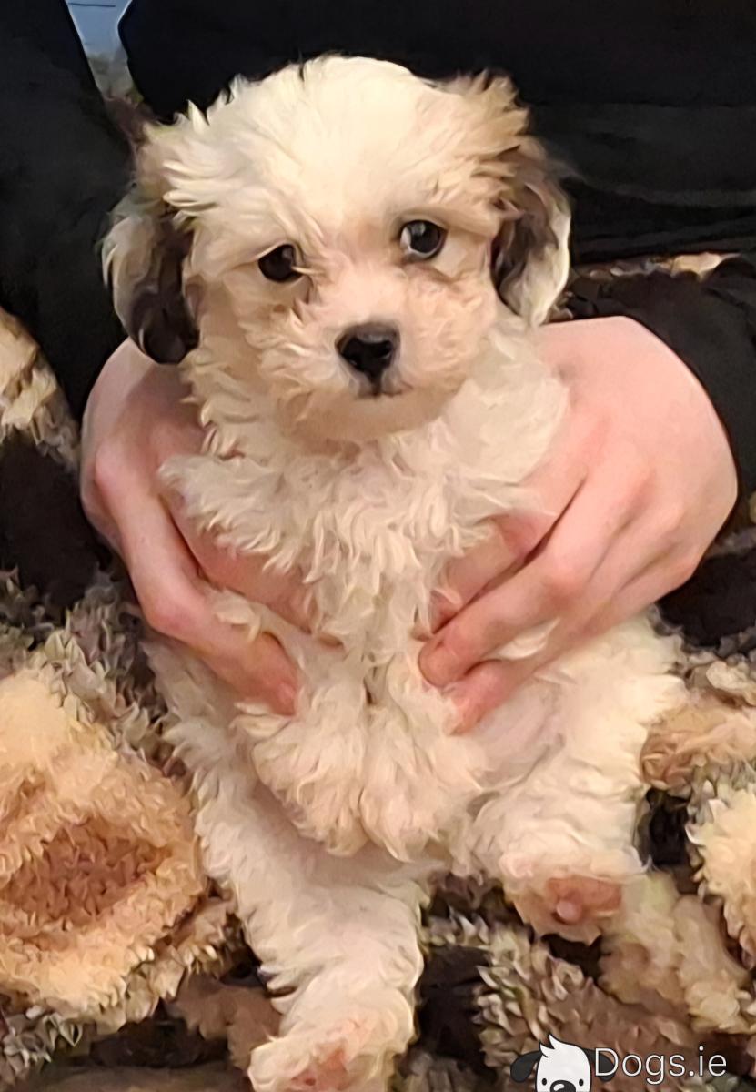 Male Shichon puppy - dogs.ie
