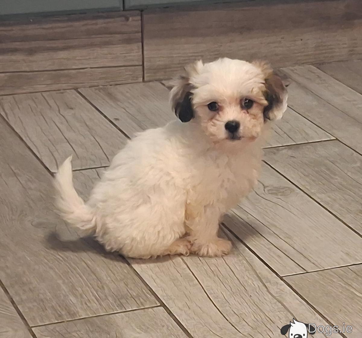 Male Shichon puppy - dogs.ie