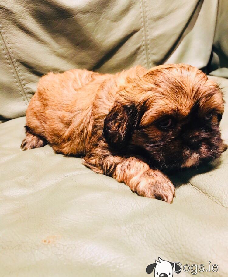 Gorgeous Shih Tzu X Cavalier King Charles Puppies - dogs.ie