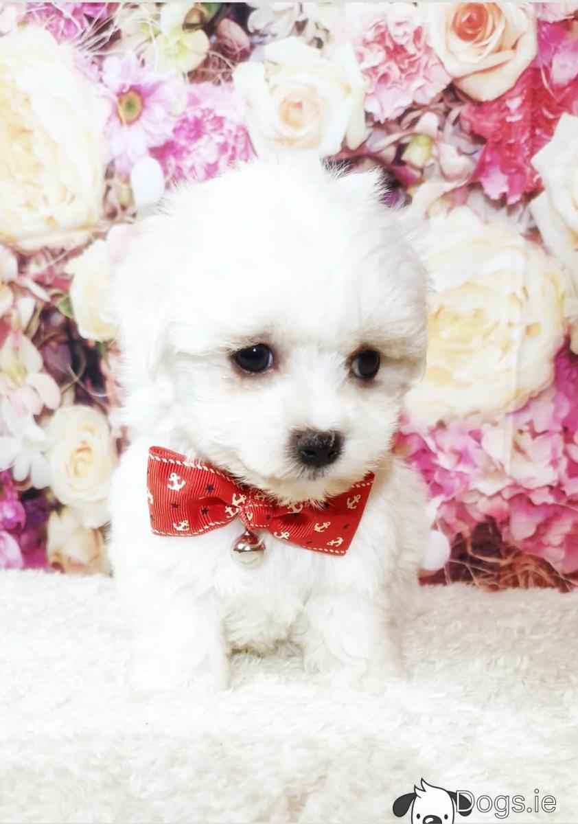 Exceptional Maltese puppies in Wexford - dogs.ie